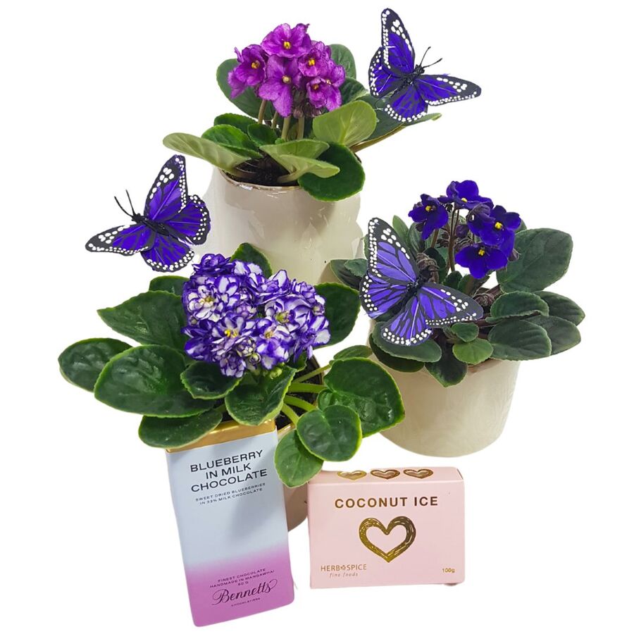 Butterfly Violet Plant Gift Set | Free Flower Delivery Auckland