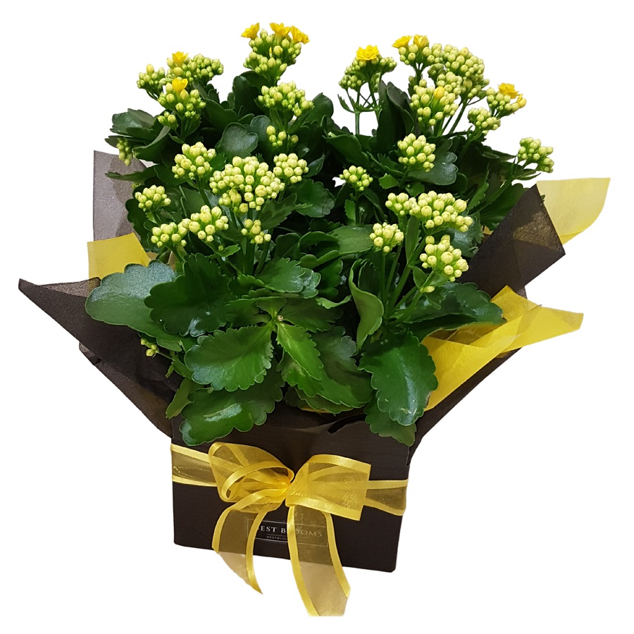 Large Kalanchoe Plant | Kalanchoes | Free Flower Delivery Auckland