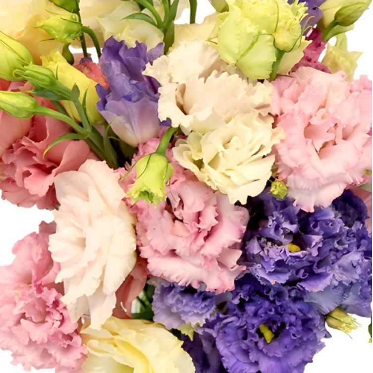 Lovely Lisianthus | Free Flower Delivery Auckland